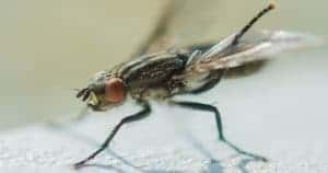 Do Flies Sleep?