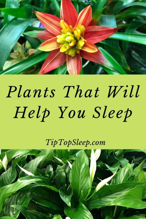 Best Plants For Your Bedroom That Will Help You Sleep