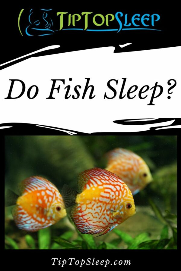 Do Fish Sleep?