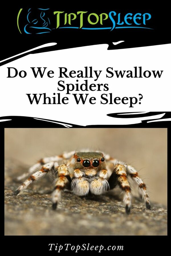 Do We Really Swallow Spiders While We Sleep?