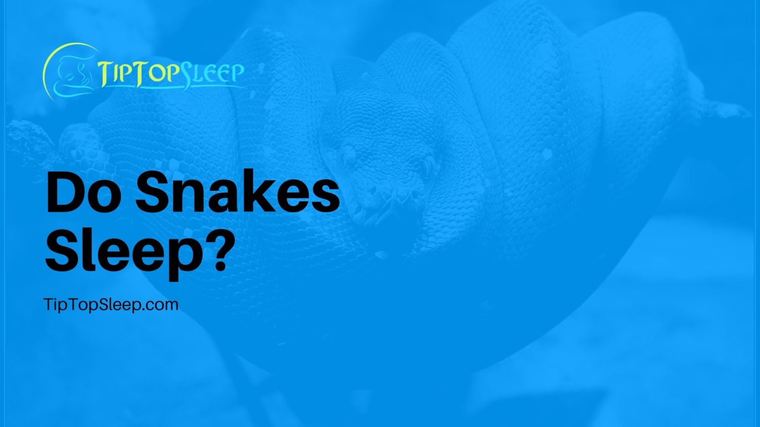 Do Snakes Sleep